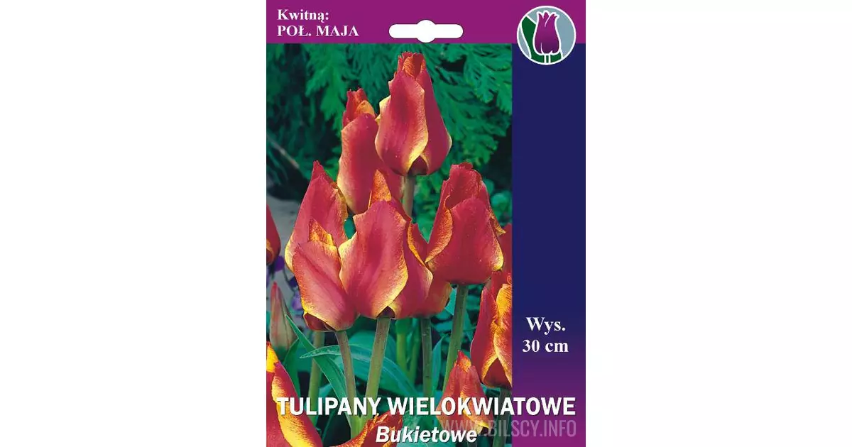 Tulipa (Multiflowering) 'Compostella' - Bilscy.info