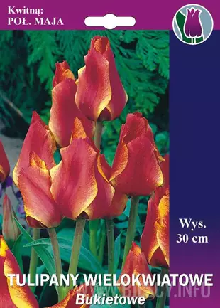 Tulipan wielokwiatowy "Compostella" 5 szt.