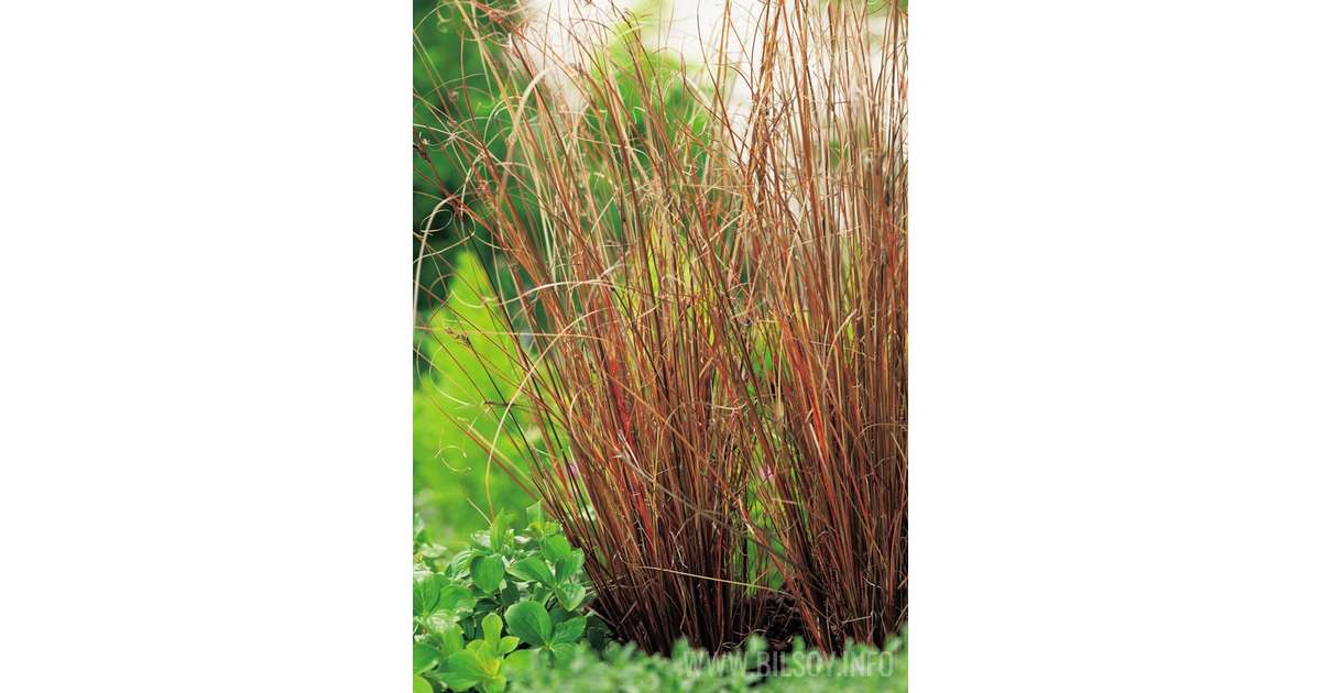 Turzyca Buchanana 'Red Rooster' (Carex buchananii) - Bilscy.info