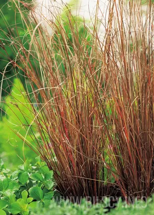 Turzyca Buchanana 'Red Rooster' (Carex buchananii) - Bilscy.info