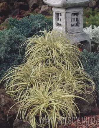 Turzyca oszimska 'Evergold' (Carex oshimensis) - Bilscy.info