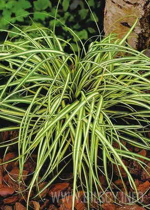 Turzyca oszimska 'Evergold' (Carex oshimensis) - Bilscy.info