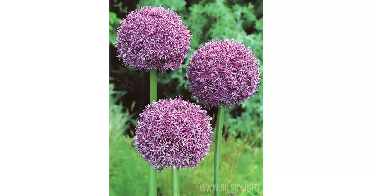 Czosnek ozdobny Maxima