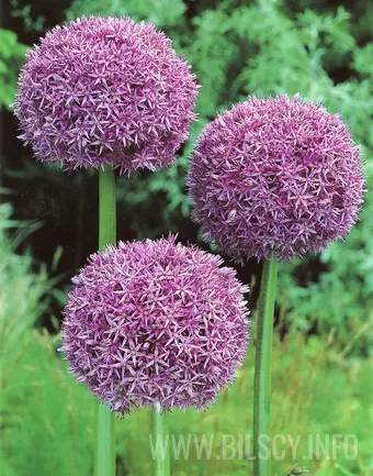 Czosnek ozdobny Maxima