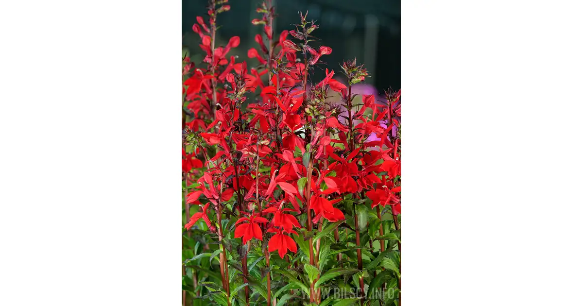 Lobelia okazała 'Scarlet Princess' Sadzonki - Bilscy.info