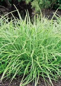 Turzyca (Carex) - Trawy Ozdobne Turzyce Sadzonki - Bilscy.info