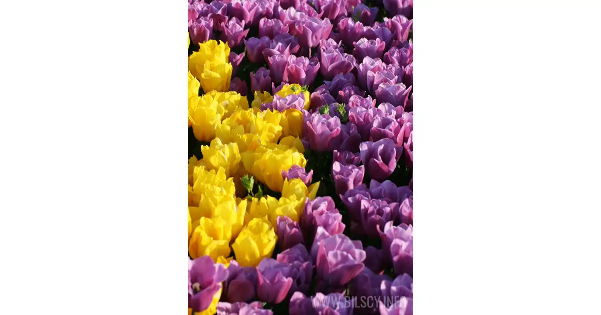 [Collection] Yellow and Violet Tulip Bulbs - Bilscy.info