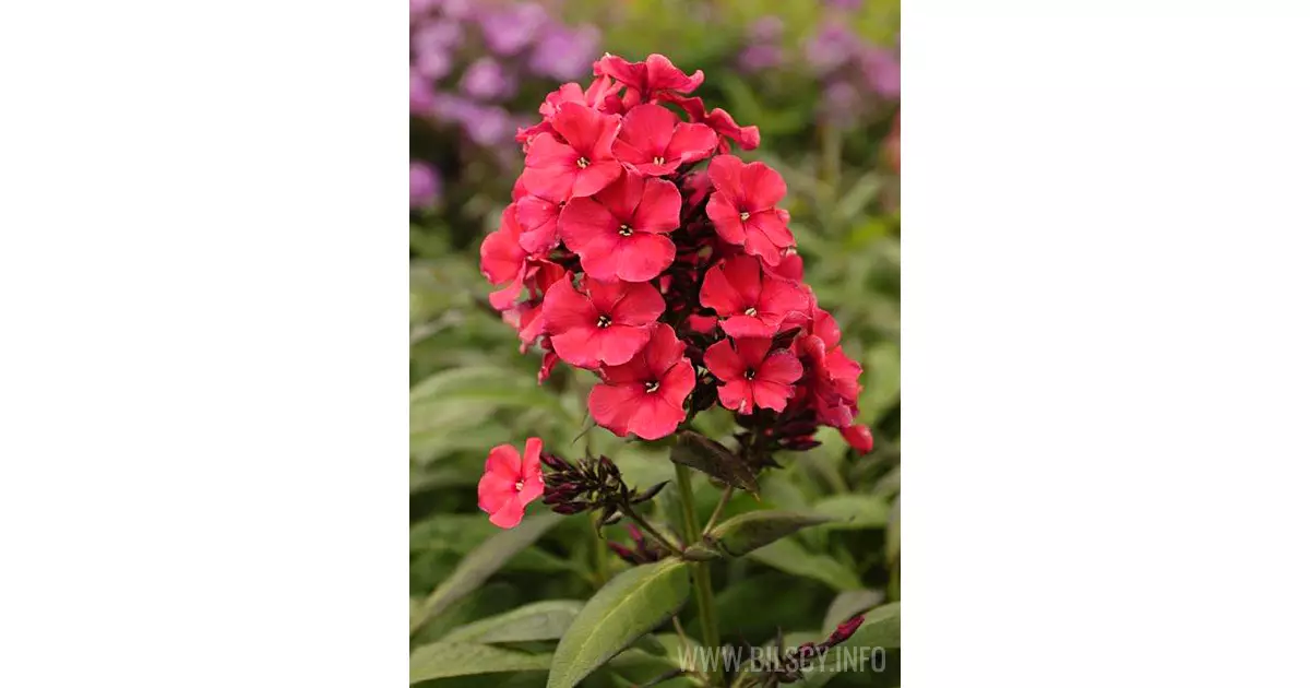 Floks 'Early Spring Red' (Phlox paniculata) - Bilscy.info
