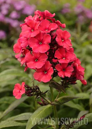 Floks 'Early Spring Red' (Phlox paniculata) - Bilscy.info