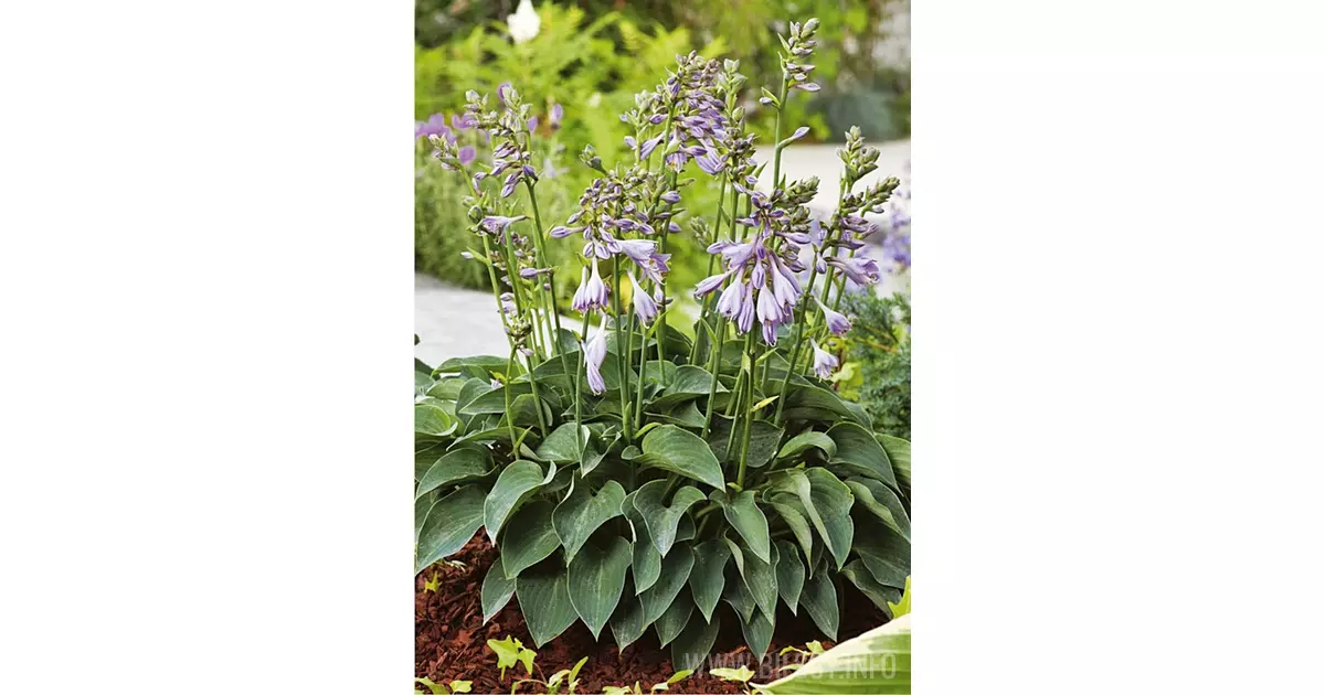 Hosta 'Pacific Blue Edger' - Bilscy.info