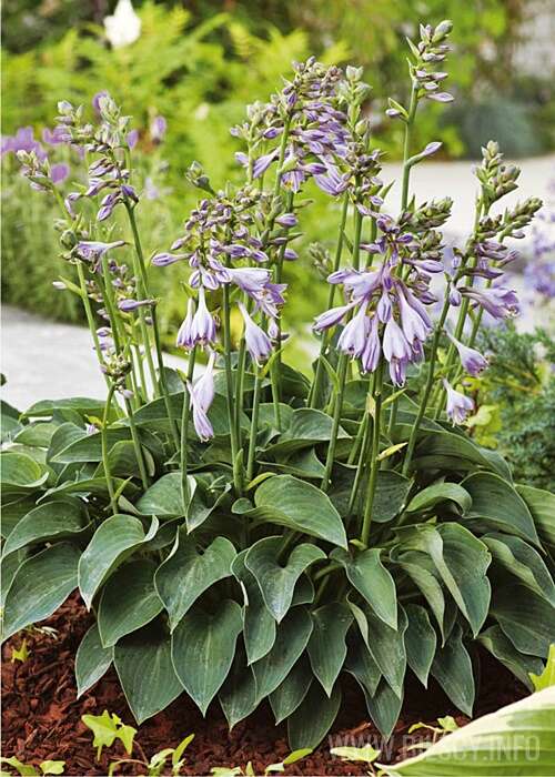Funkia 'Pacific Blue Edger' (Hosta) - Bilscy.info