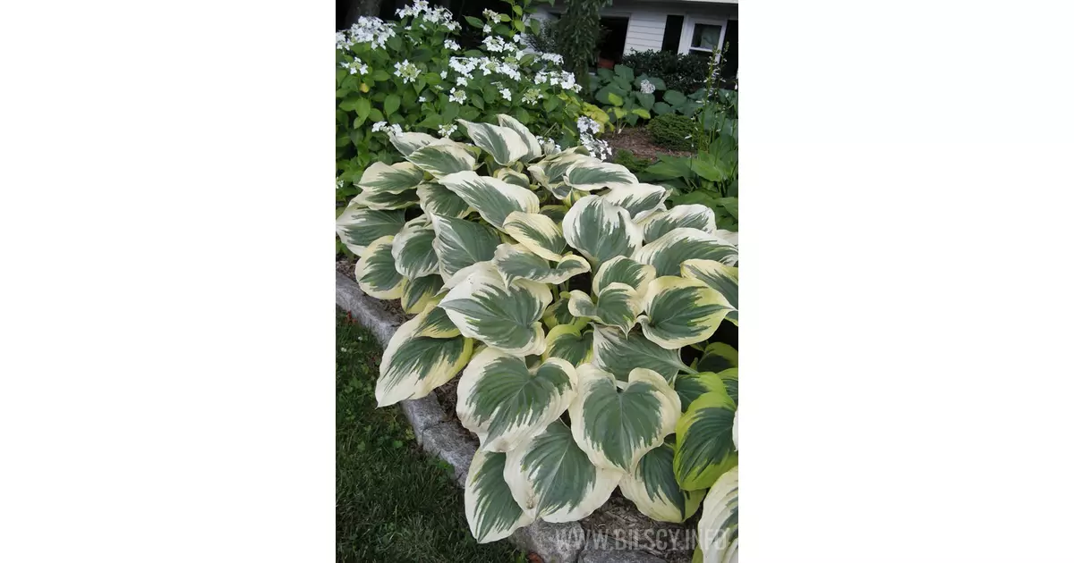 Funkia 'Victory' (Hosta) - Bilscy.info