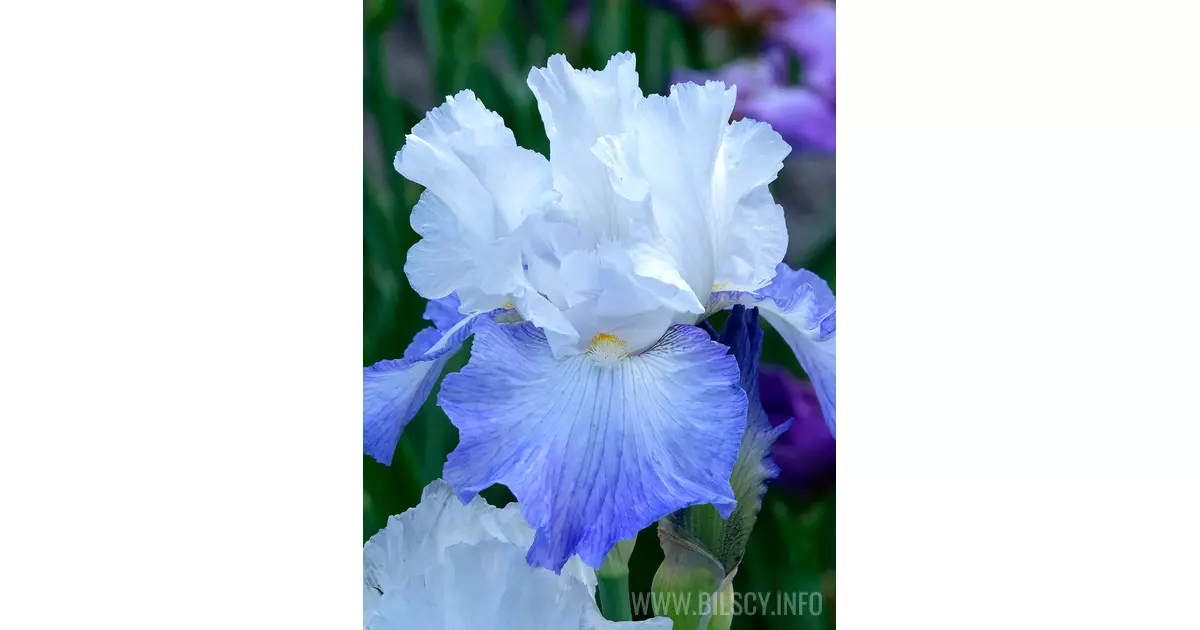 Iris germanica 'Alizes' - Bilscy.info