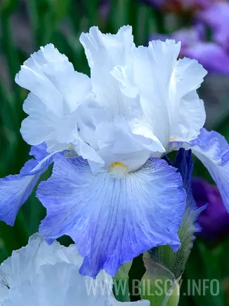 Iris germanica 'Alizes' - Bilscy.info