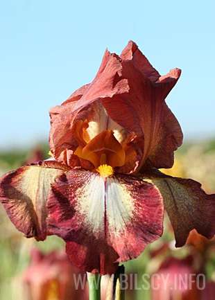 Irys amerykański 'Rimfire' (Iris germanica) - Bilscy.info