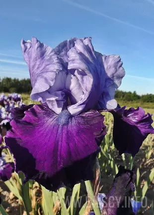 Irys amerykański 'Total Obsession' (Iris germanica) - Bilscy.info