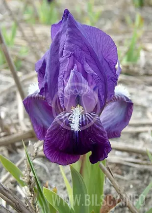 Irys miniaturowy 5 kolorów [Zestaw] (Iris pumila) - Bilscy.info