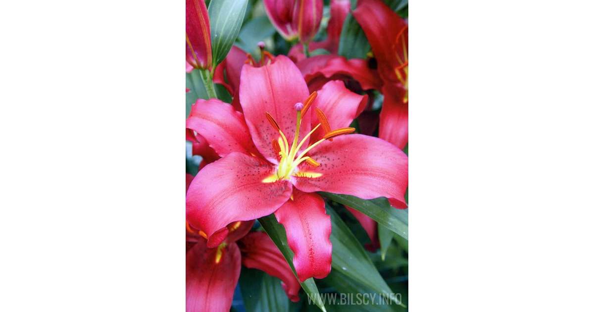 Lilia drzewiasta 'Resolute' (Lilium OT hybrid) - Bilscy.info