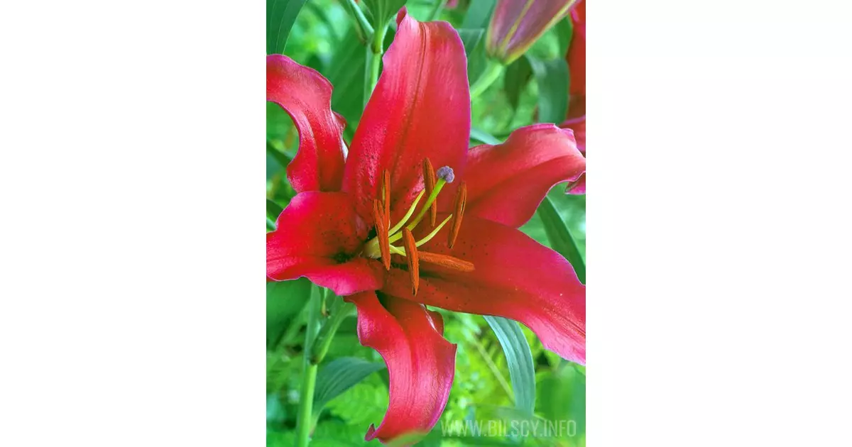 Lilia drzewiasta 'Touchstone' (Lilium OT hybrid) - Bilscy.info