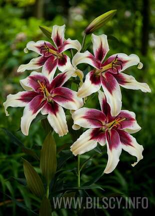 Lilia drzewiasta 'Zeba' (Lilium OT hybrid) - Bilscy.info