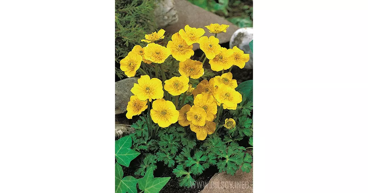 Trollius pumilus (Dwarf globeflower) - Bilscy.info