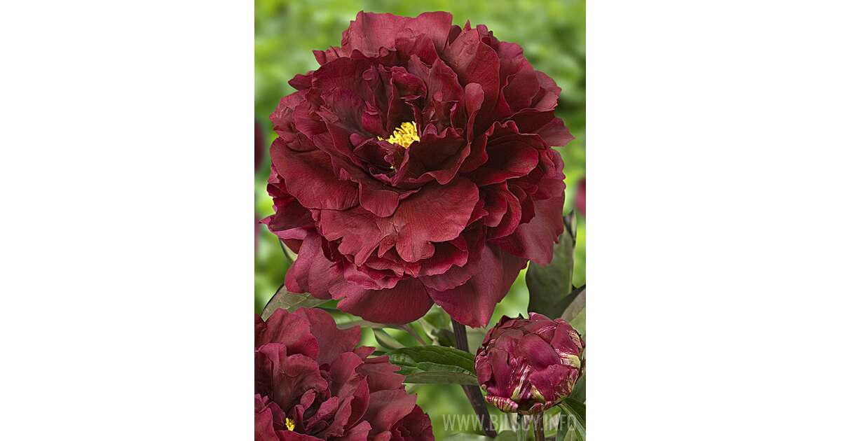 Piwonia 'Black Beauty' (Paeonia lactiflora) - Bilscy.info
