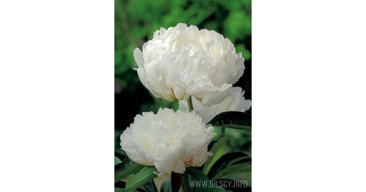Piwonia 'Bowl of Cream' (Paeonia lactiflora) - Bilscy.info