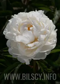 Piwonie sprzedaż wysyłkowa - Piwonia chińska sadzonki - Bilscy