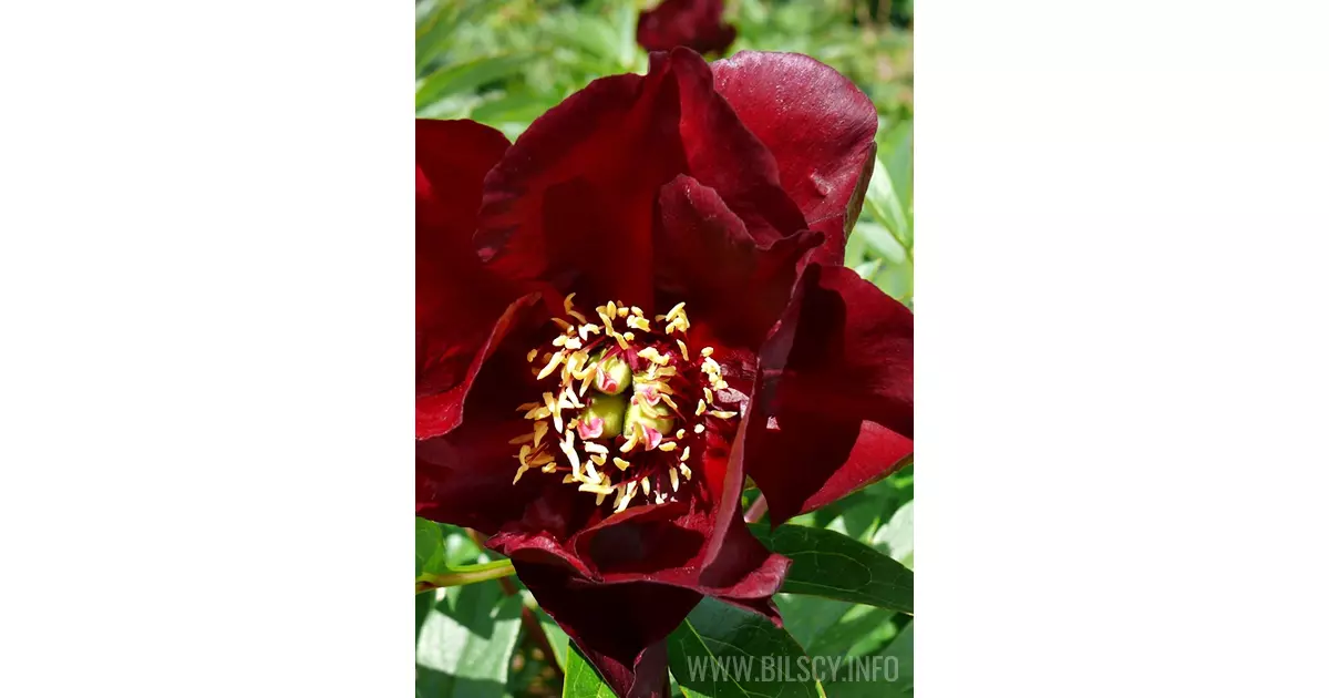 Piwonia ITOH 'Simply Red' (Paeonia ITOH hybrid) - Bilscy.info