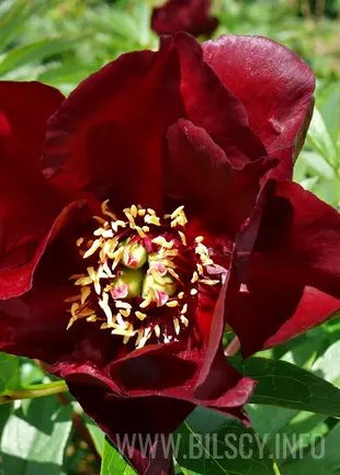 Piwonia ITOH 'Simply Red' (Paeonia ITOH hybrid) - Bilscy.info