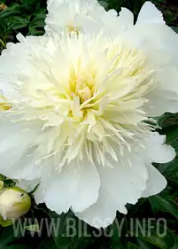 Piwonie sprzedaż wysyłkowa - Piwonia chińska sadzonki - Bilscy