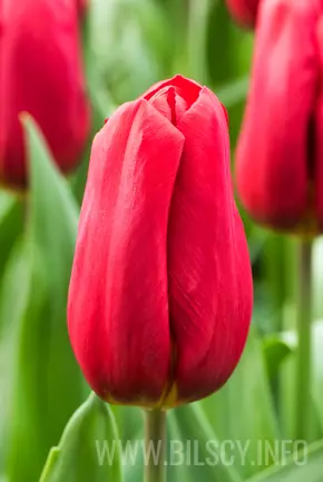 Tulipa (Triumph) 'Strong Love' - Bilscy.info