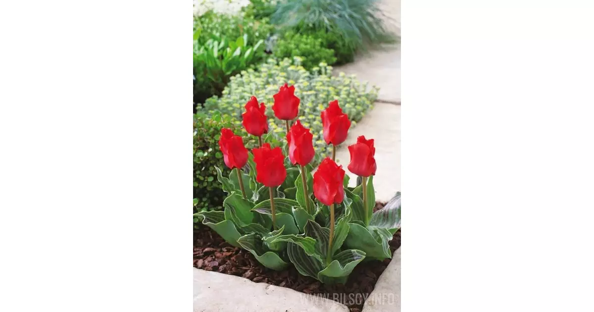 Tulipan botaniczny 'Red Riding Hood' (Tulipa greigii) - Bilscy.info
