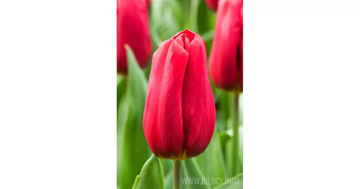 Tulipan triumph 'Strong Love' (Tulipa) - Bilscy.info
