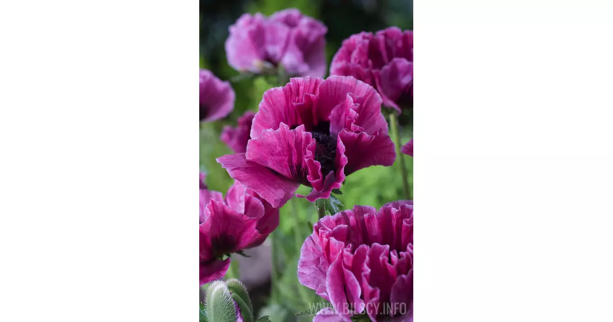 Mak wschodni "Little Patty's Plum" (Papaver orientale) - Bilscy.info