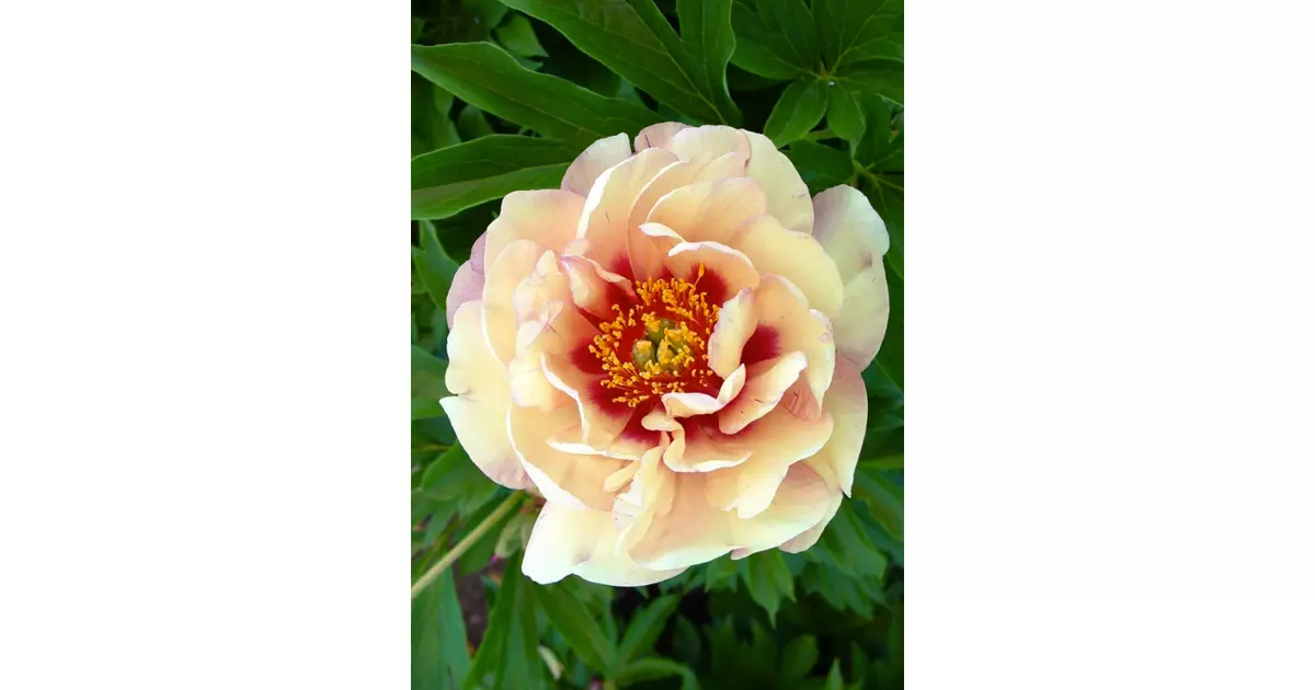 Pivonka ITOH 'Magical Mystery Tour' (Paeonia ITOH hybrid) Bilscy.info
