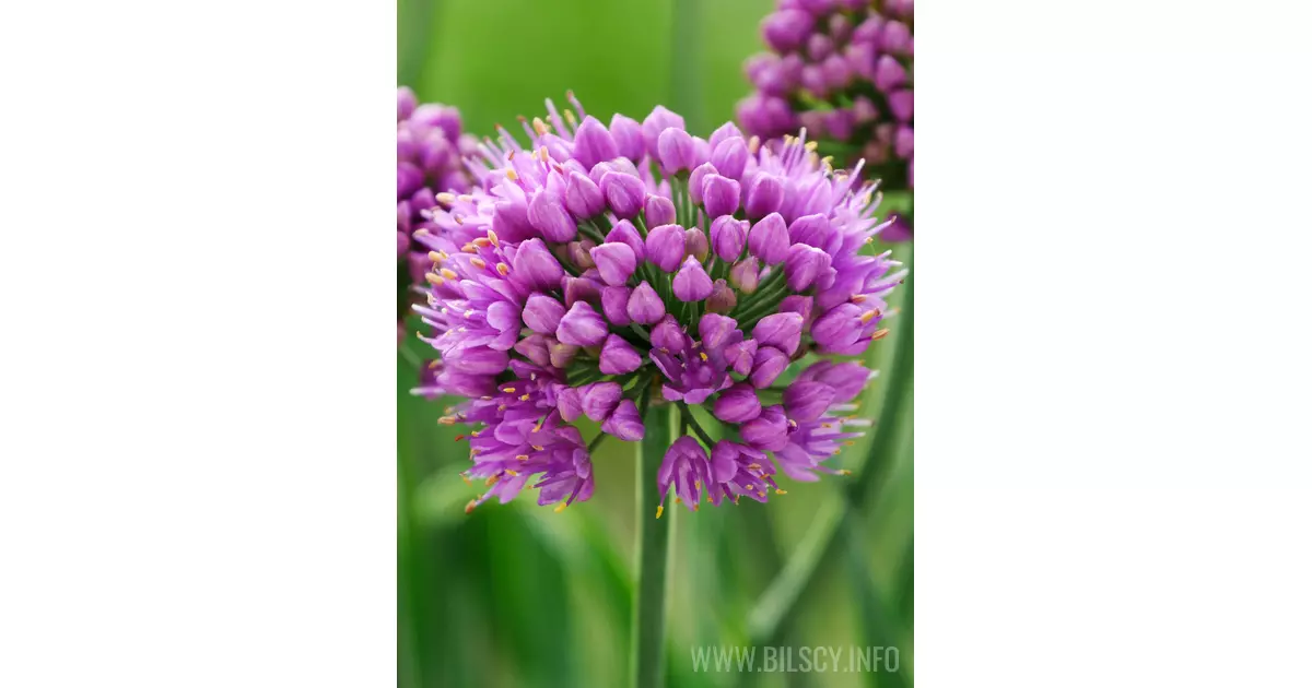 Allium 'Little Sapphire' - Bilscy.info