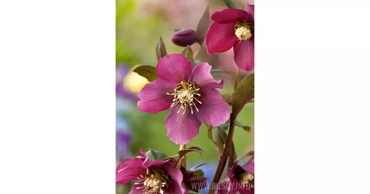 Ciemiernik orientalny 'Pretty Ellen Red' (Helleborus orientalis ...