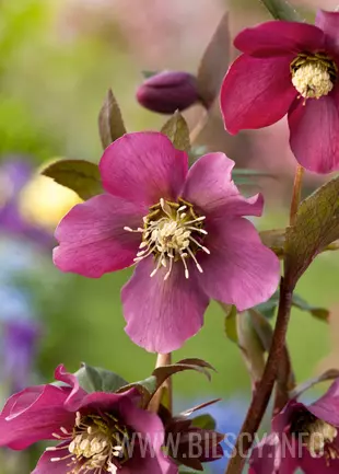 Ciemiernik orientalny 'Pretty Ellen Red' (Helleborus orientalis ...