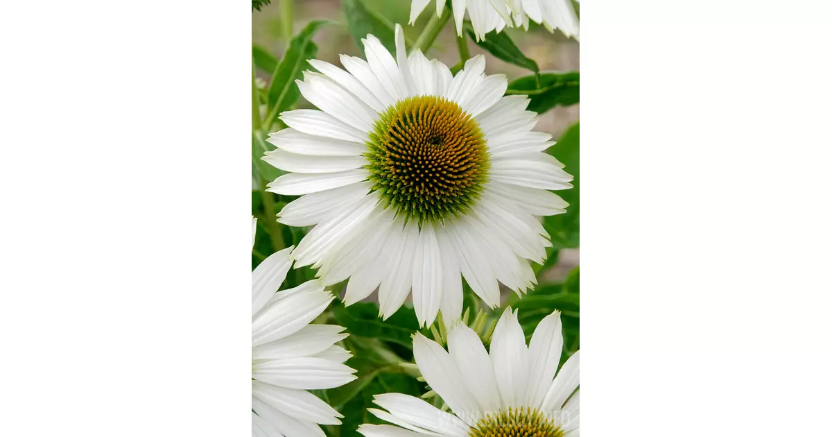 Echinacea purpurea 'Prairie Splendour Compact White' - Bilscy.info