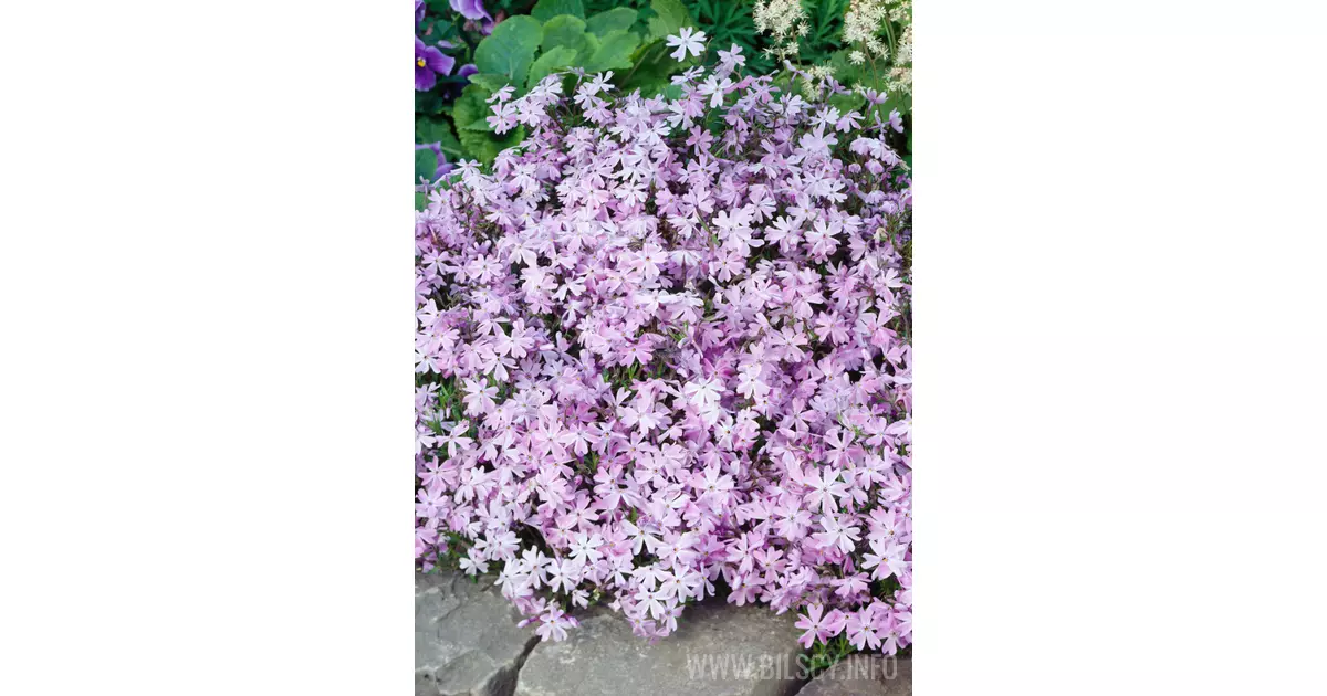 Floks szydlasty 'Emerald Cushion Blue' (Phlox subulata) - Bilscy.info