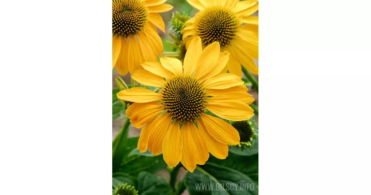 Jeżówka purpurowa 'Prairie Blaze Golden Yellow' (Echinacea purpurea ...