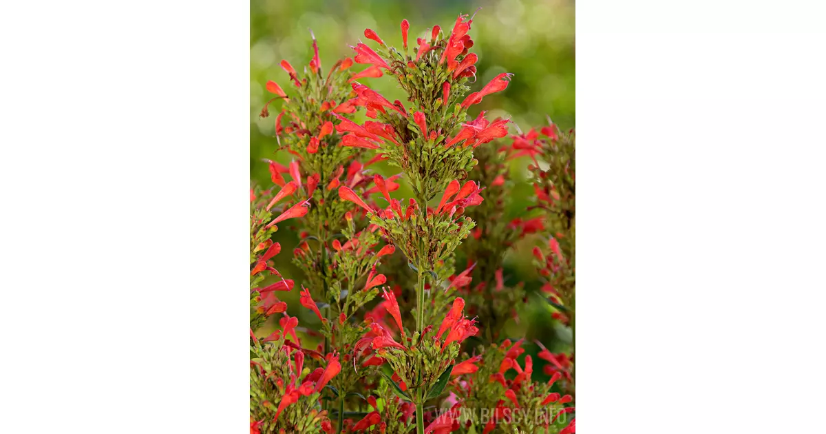 Kłosowiec 'Kudos Red' (Agastache) - Bilscy.info