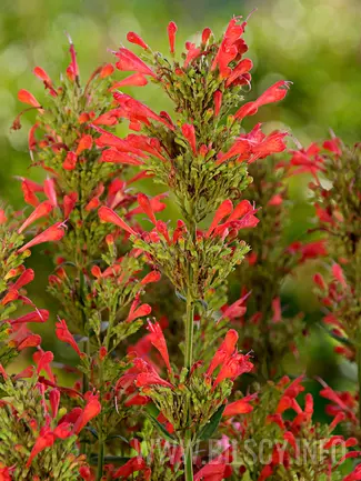 Kłosowiec 'Kudos Red' (Agastache) - Bilscy.info