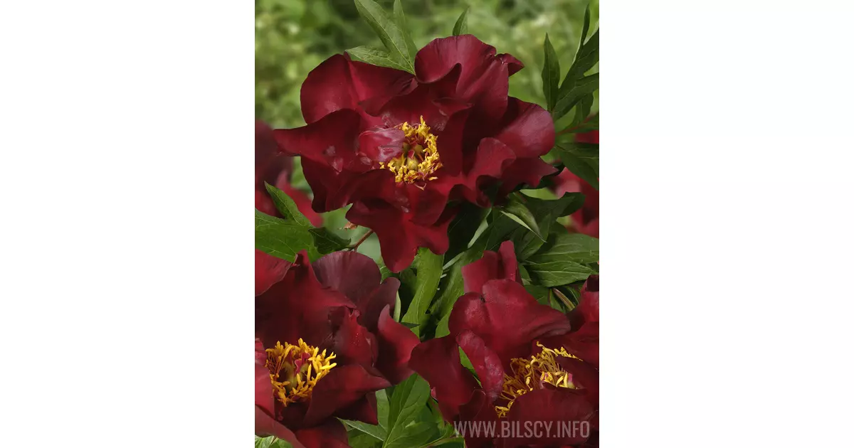 Pivonka ITOH 'Scarlet Heaven' (Paeonia ITOH hybrid) Bilscy.info