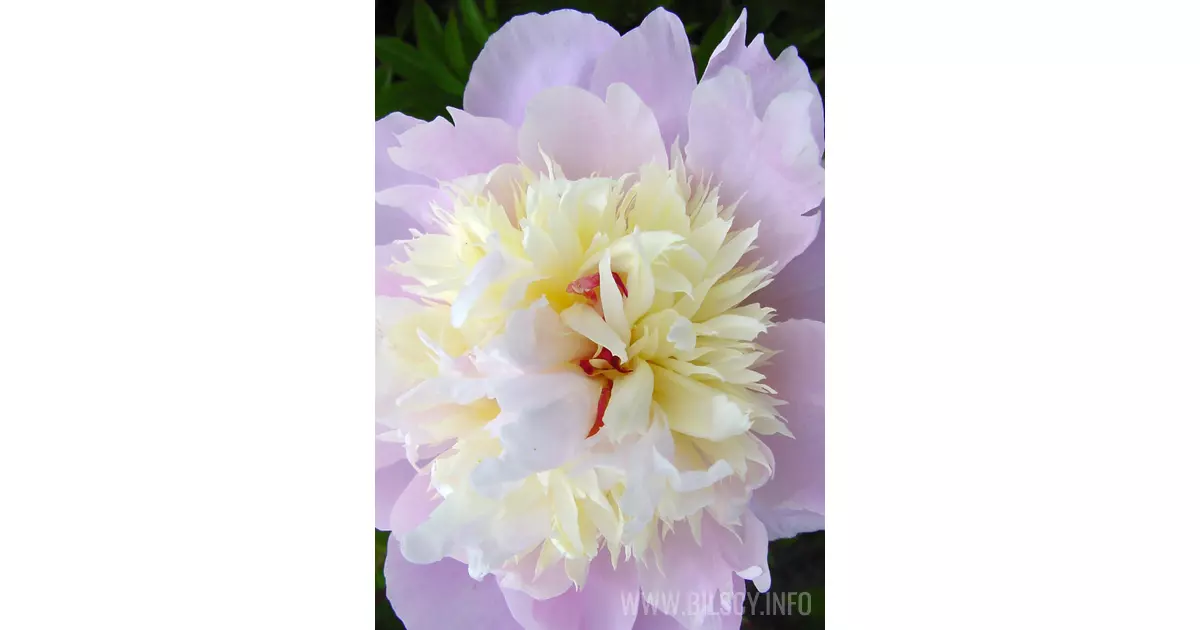 Piwonia 'Solange' (Paeonia lactiflora) - Bilscy.info