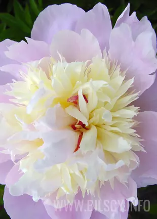 Piwonia 'Solange' (Paeonia lactiflora) - Bilscy.info