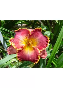 Dzielżan ogrodowy 'Tie Dye' (Helenium ×hybridum hort) - Bilscy.info