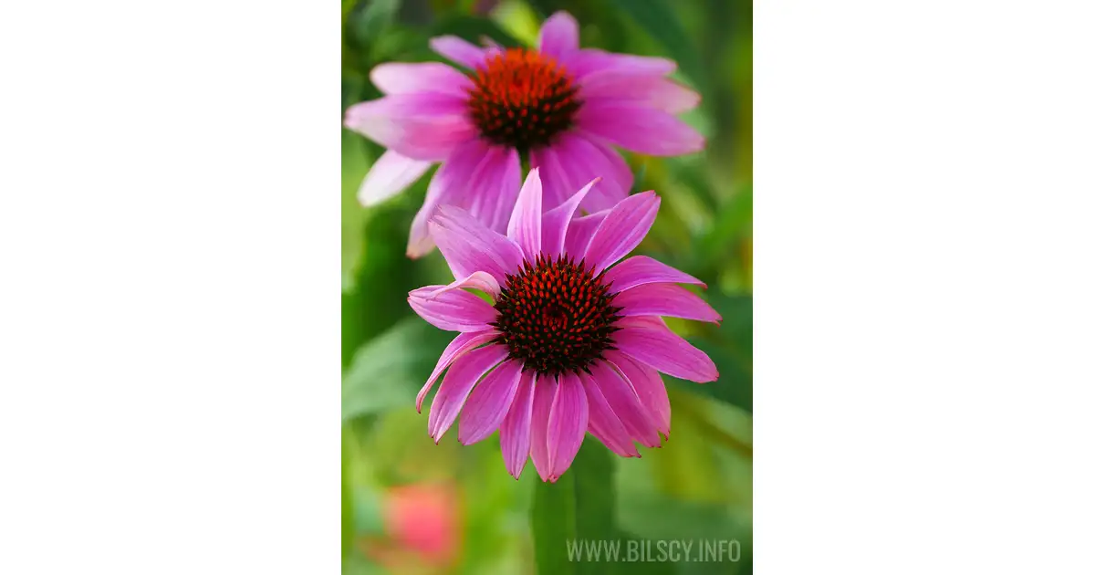 Echinacea 'Prairie Splendor Compact Dark Rose' - Bilscy.info