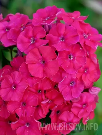 Floks 'Red Riding Hood' (Phlox paniculata) - Bilscy.info